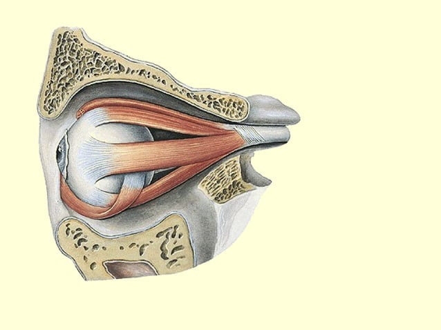 Anatomy of the orbit | PPT | Eye and Vision Conditions | Diseases and ...