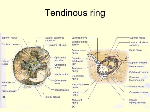 Anatomy of the orbit | PPT | Eye and Vision Conditions | Diseases and ...