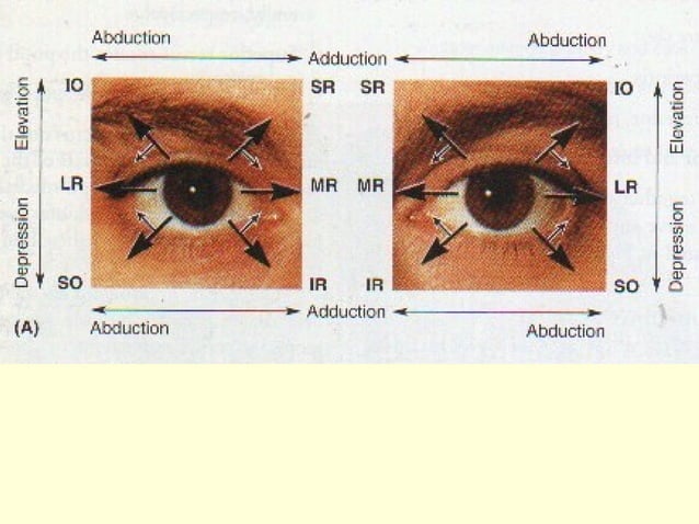 Anatomy of the orbit | PPT | Eye and Vision Conditions | Diseases and ...