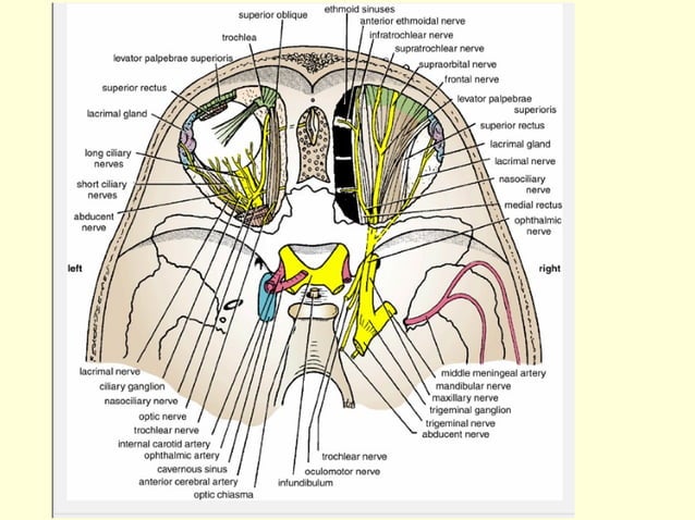 Anatomy of the orbit | PPT | Eye and Vision Conditions | Diseases and ...