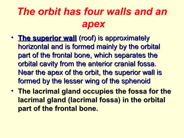 Anatomy of the orbit | PPT | Eye and Vision Conditions | Diseases and ...
