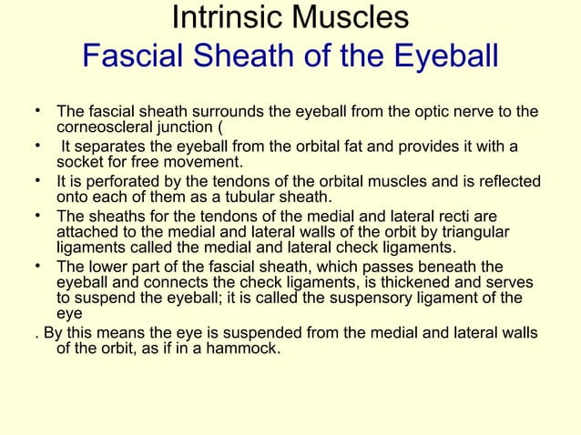 Anatomy of the orbit | PPT | Eye and Vision Conditions | Diseases and ...