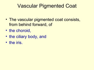 Anatomy of the orbit | PPT