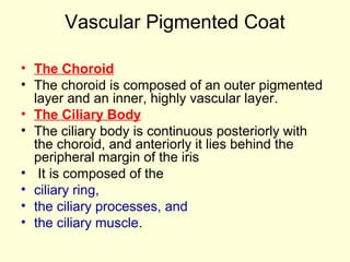 Anatomy of the orbit | PPT