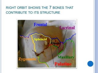 Anatomy of the orbit | PPTX