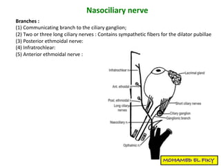 Anatomy of the orbit | PDF