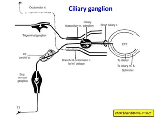 Anatomy of the orbit | PDF