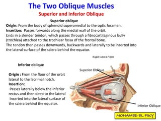 Anatomy of the orbit | PDF