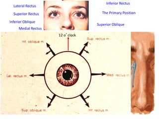 Anatomy of the orbit | PDF