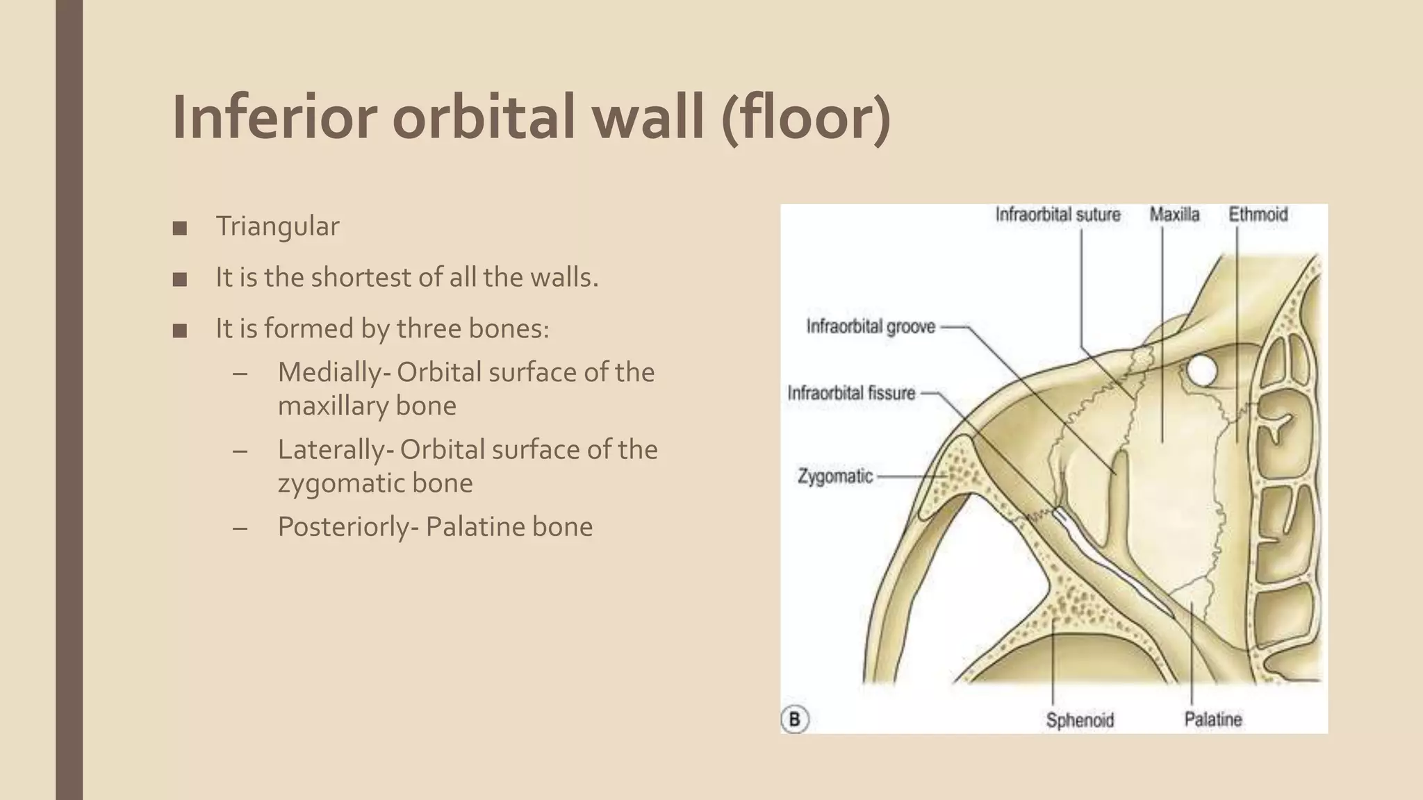 Anatomy of the orbit | PPTX