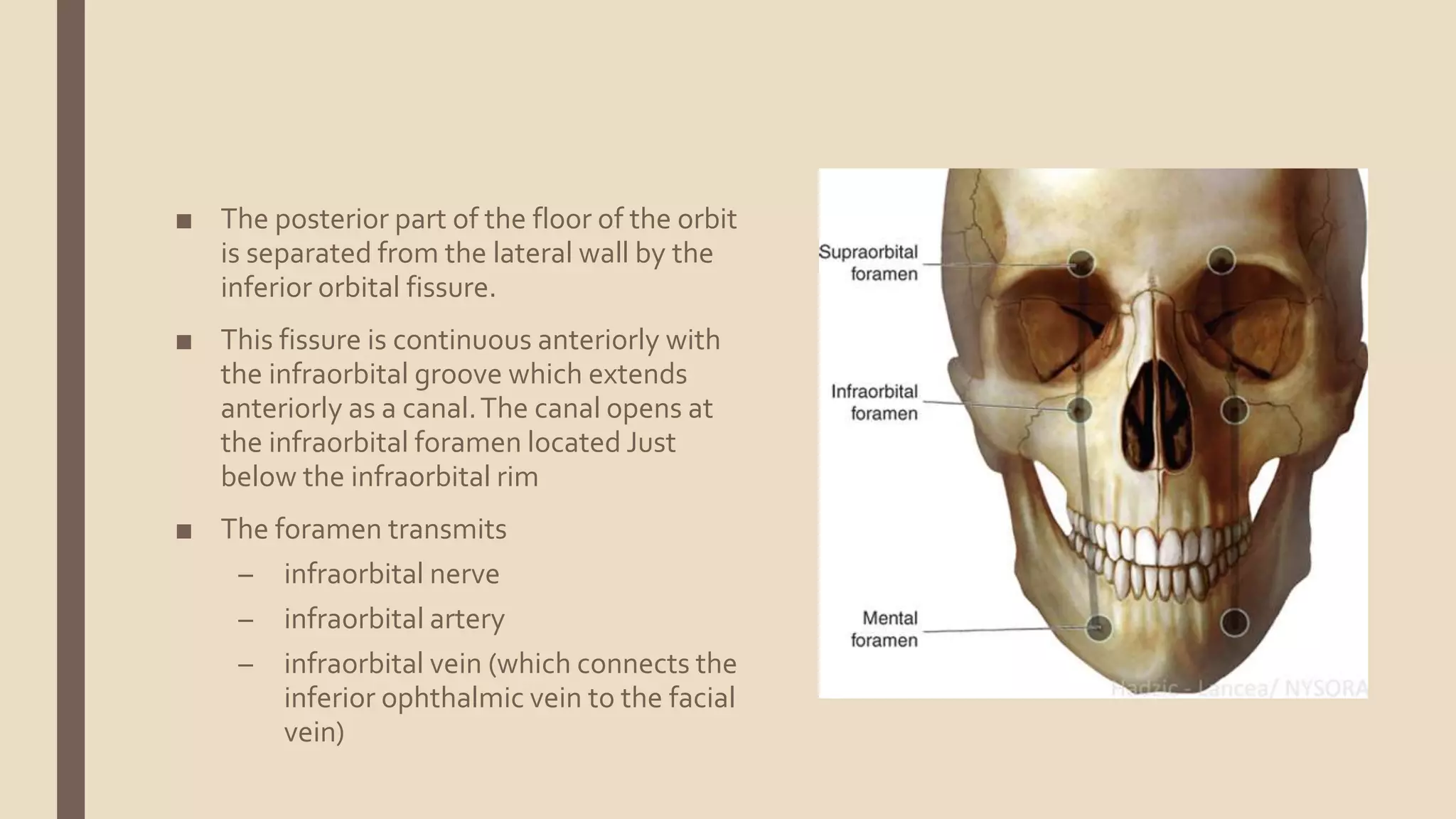Anatomy of the orbit | PPTX