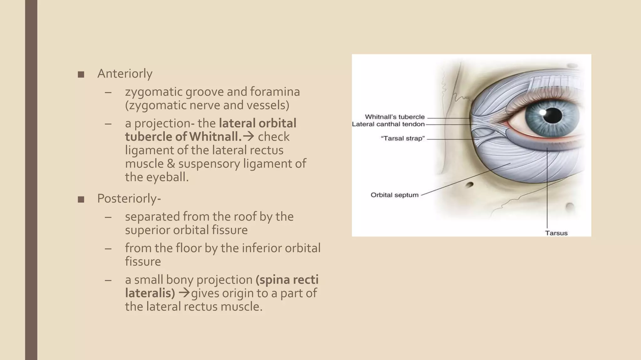 Anatomy of the orbit | PPTX