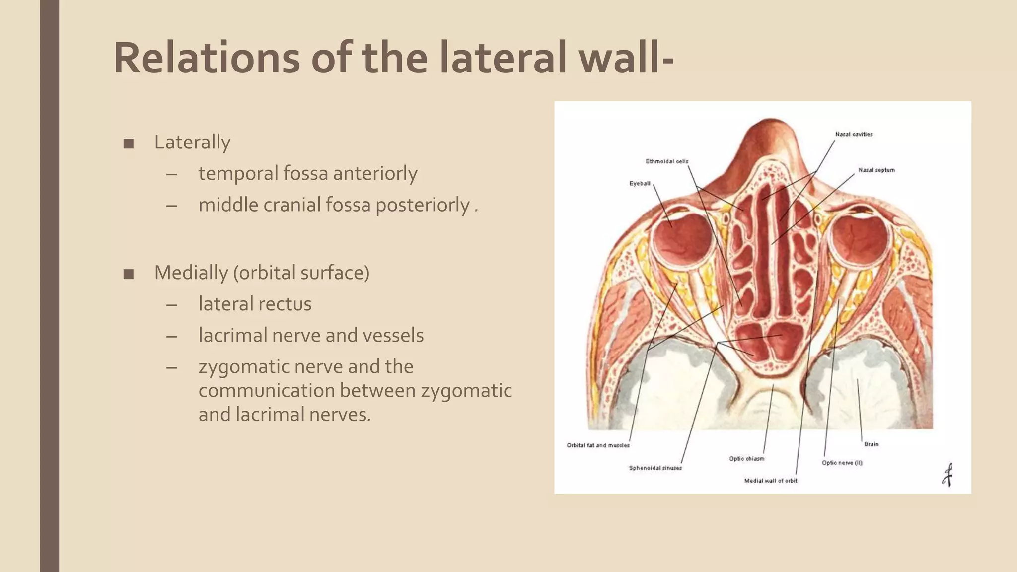 Anatomy of the orbit | PPTX