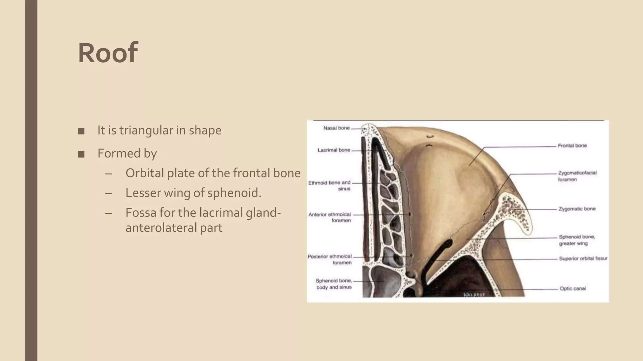 Anatomy of the orbit | PPTX