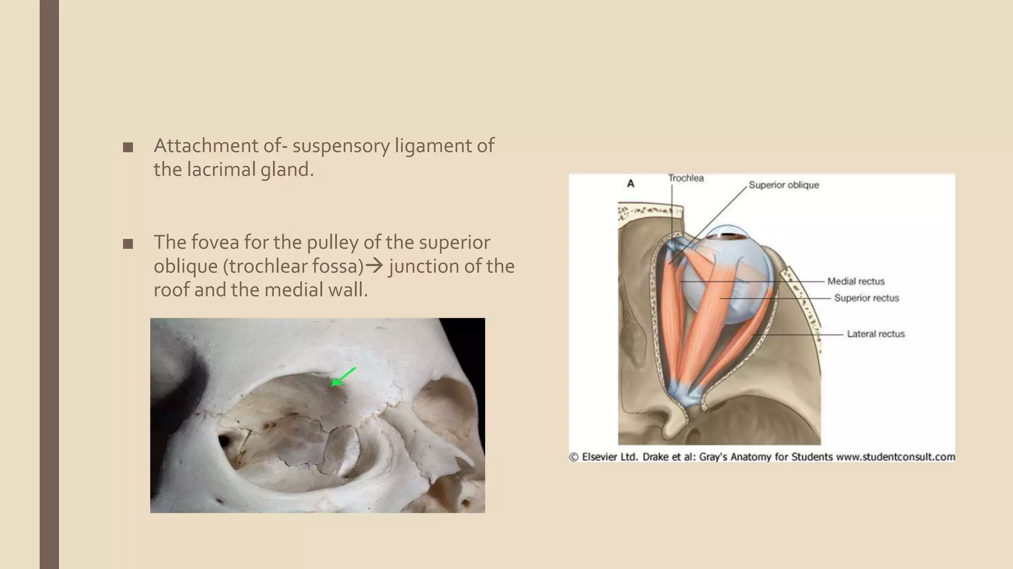 Anatomy of the orbit | PPTX