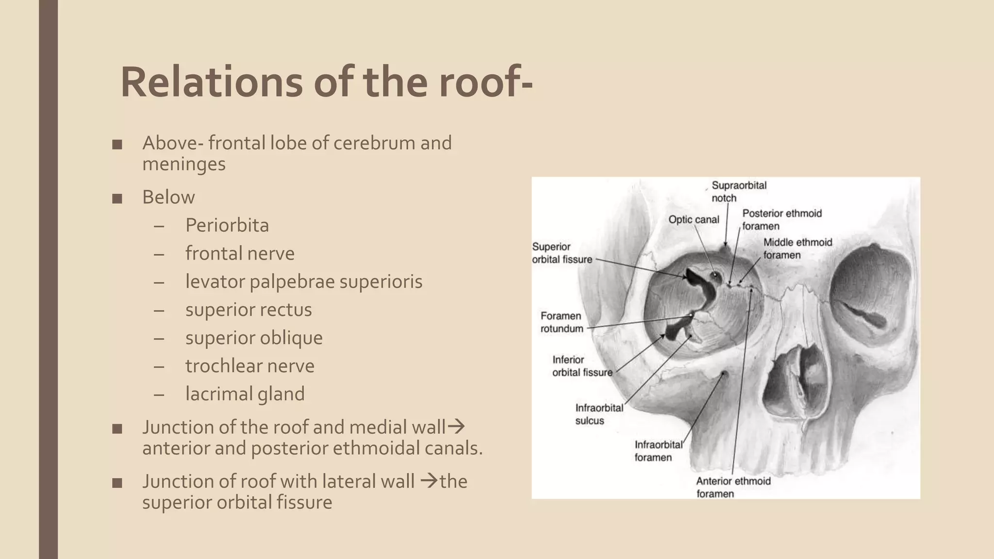 Anatomy of the orbit | PPTX
