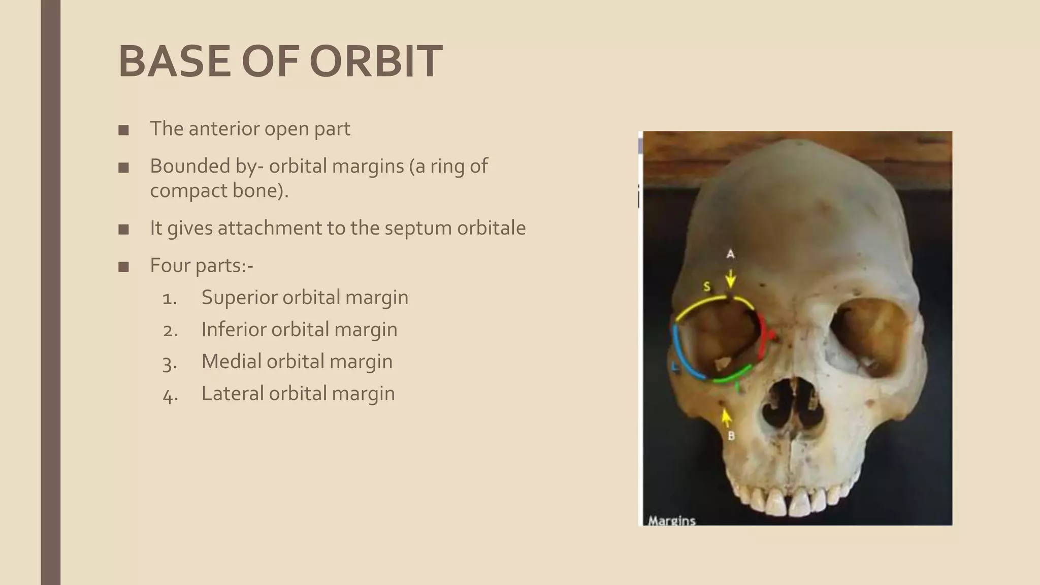 Anatomy of the orbit | PPTX