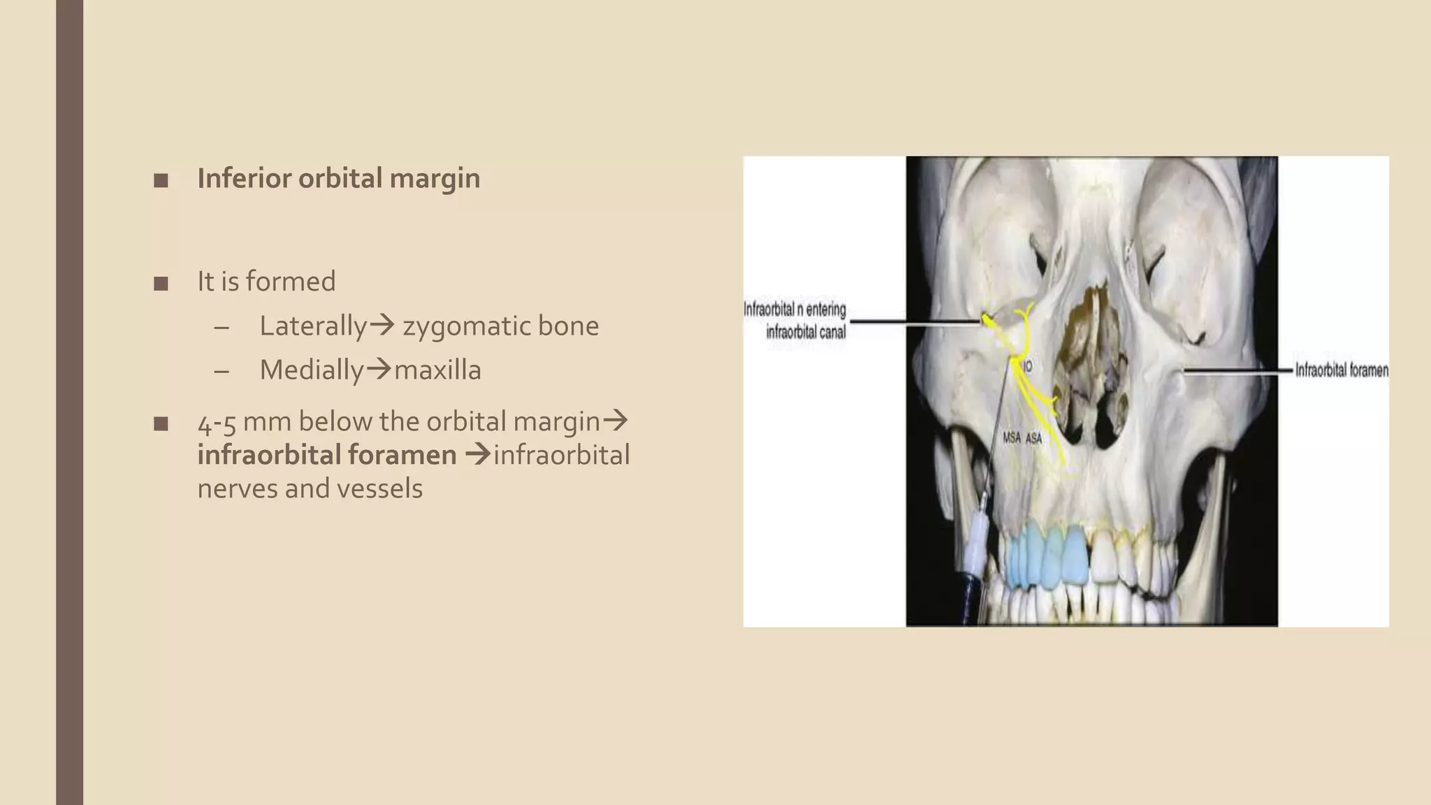 Anatomy of the orbit | PPTX