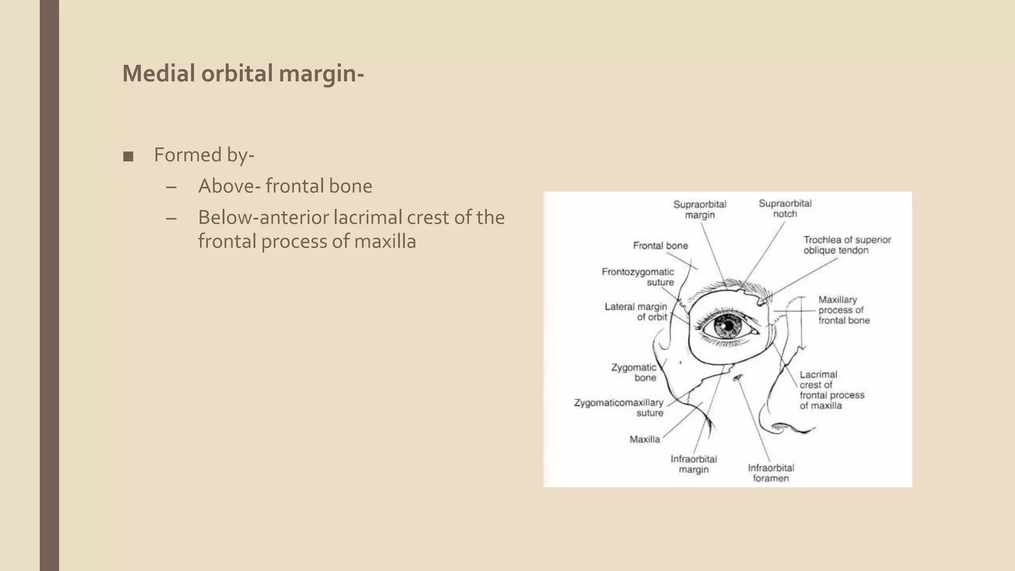 Anatomy of the orbit | PPTX
