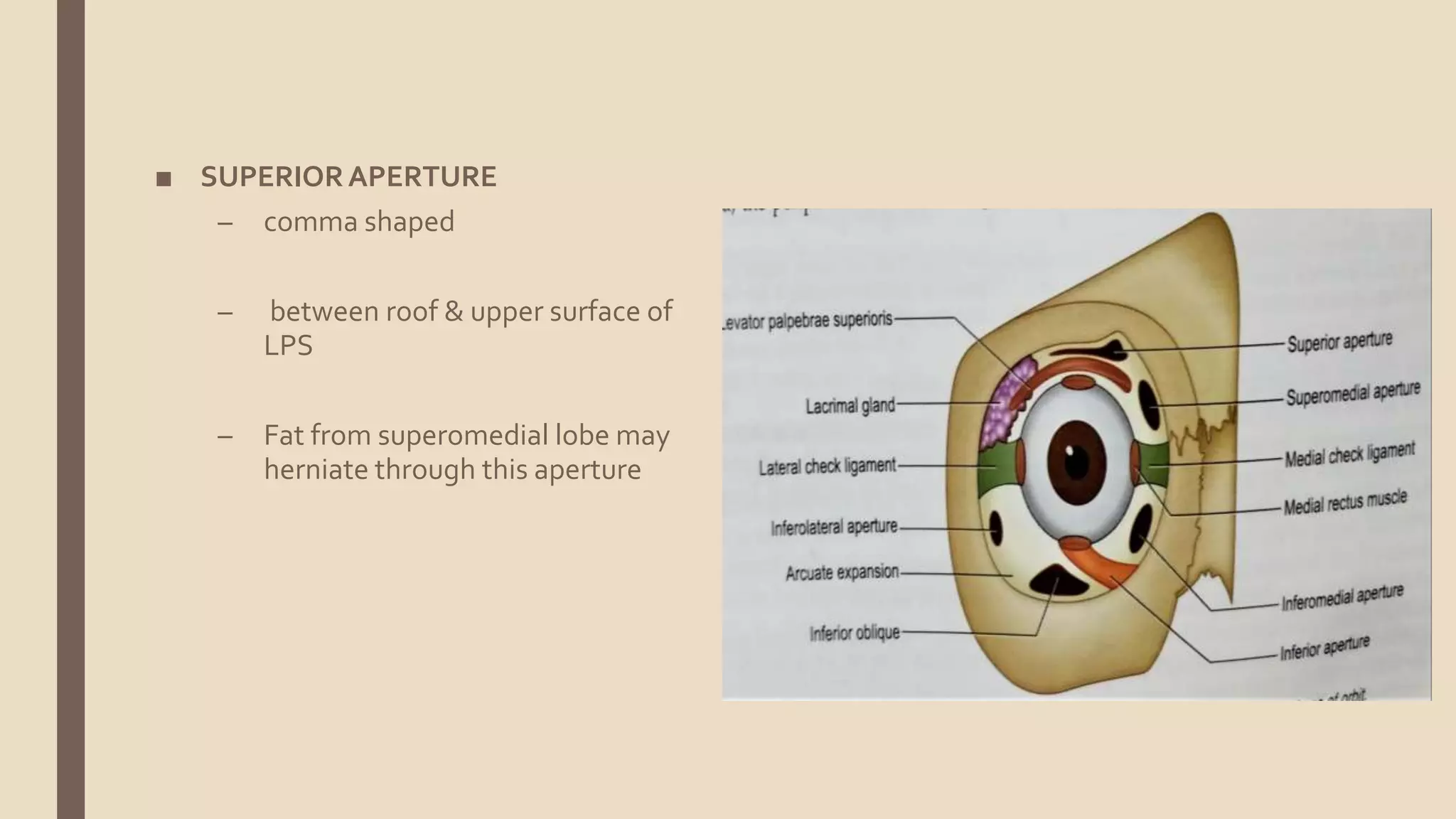 Anatomy of the orbit | PPTX