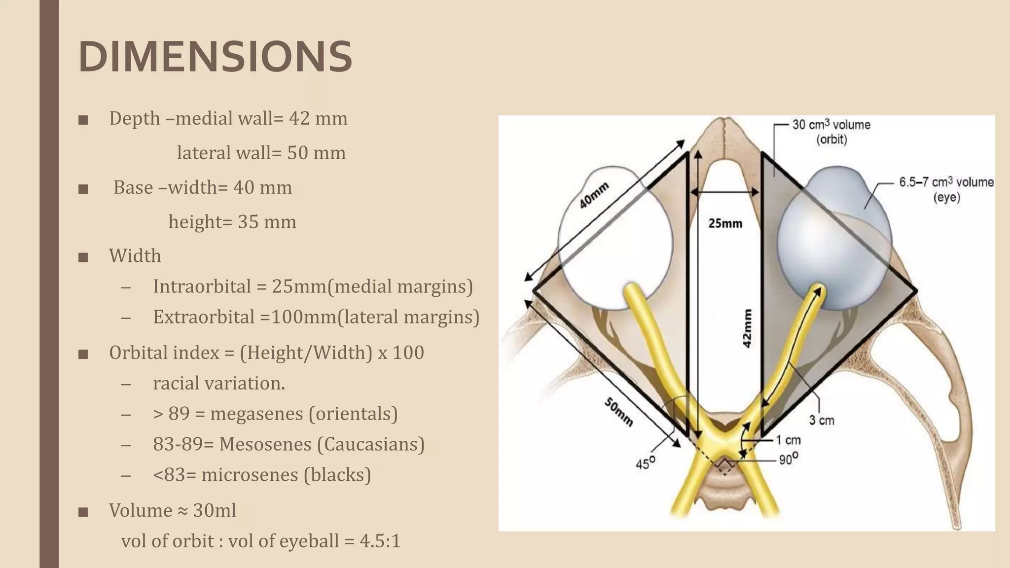 Anatomy of the orbit | PPTX