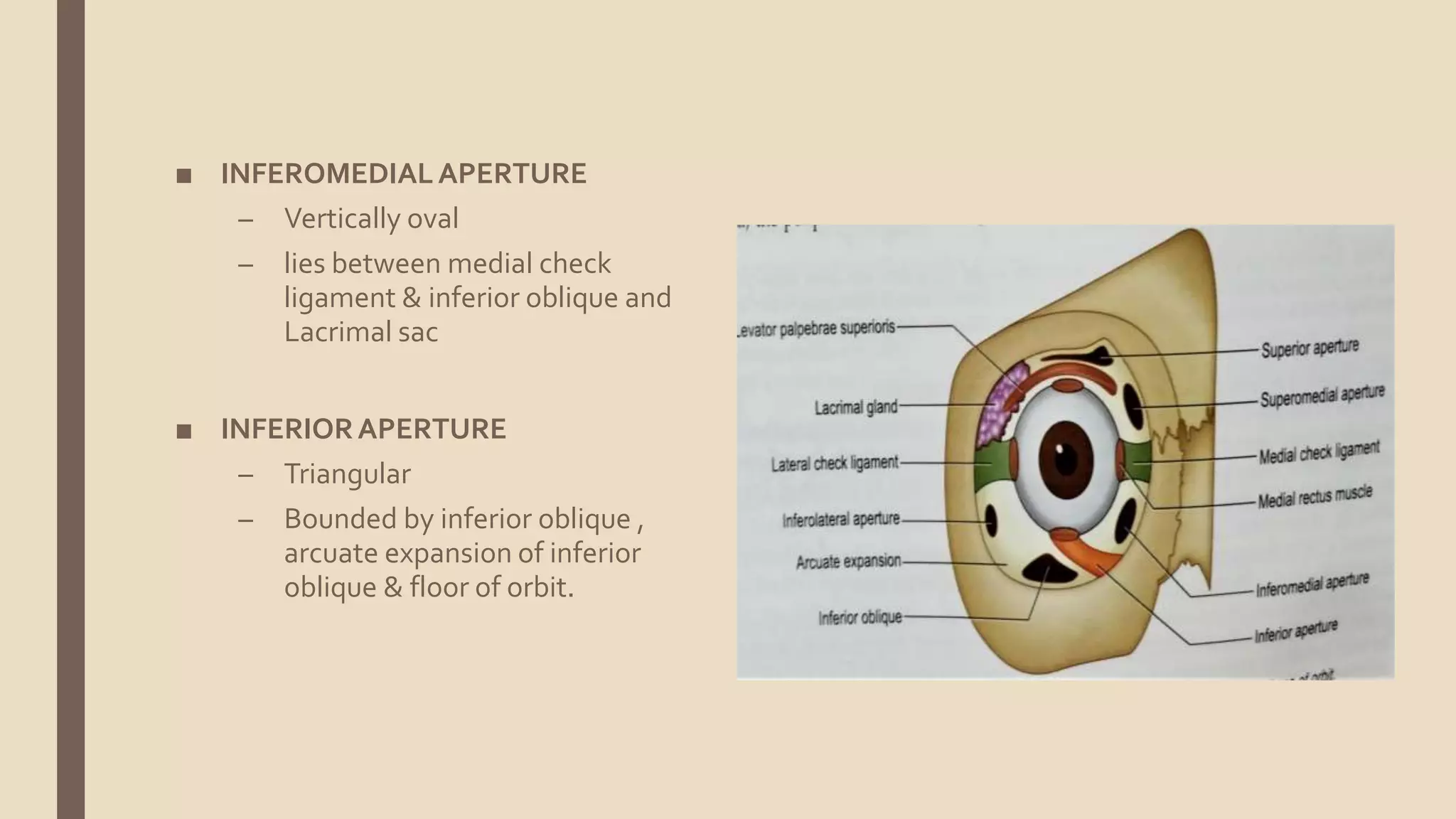 Anatomy of the orbit | PPTX