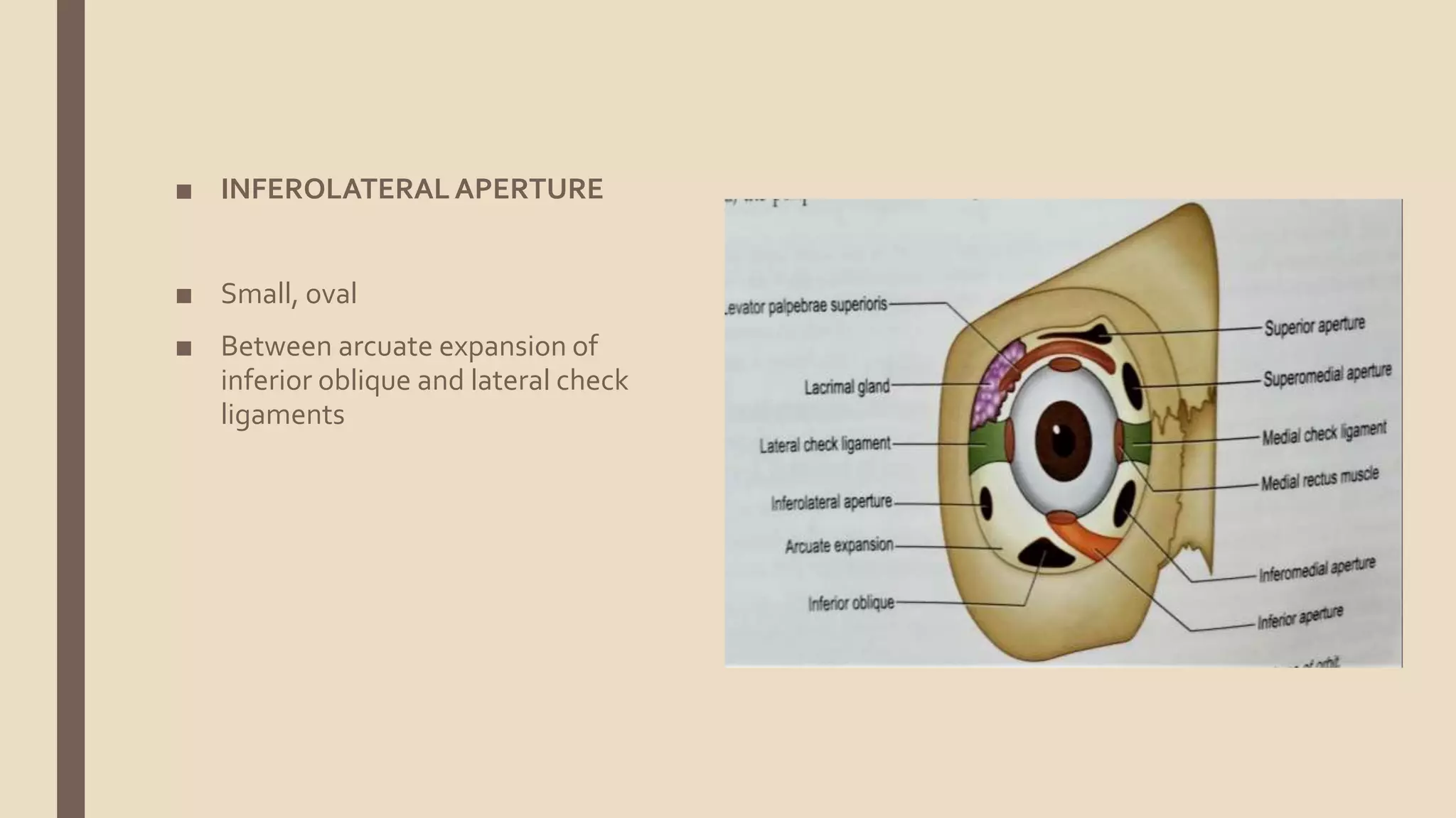 Anatomy of the orbit | PPTX