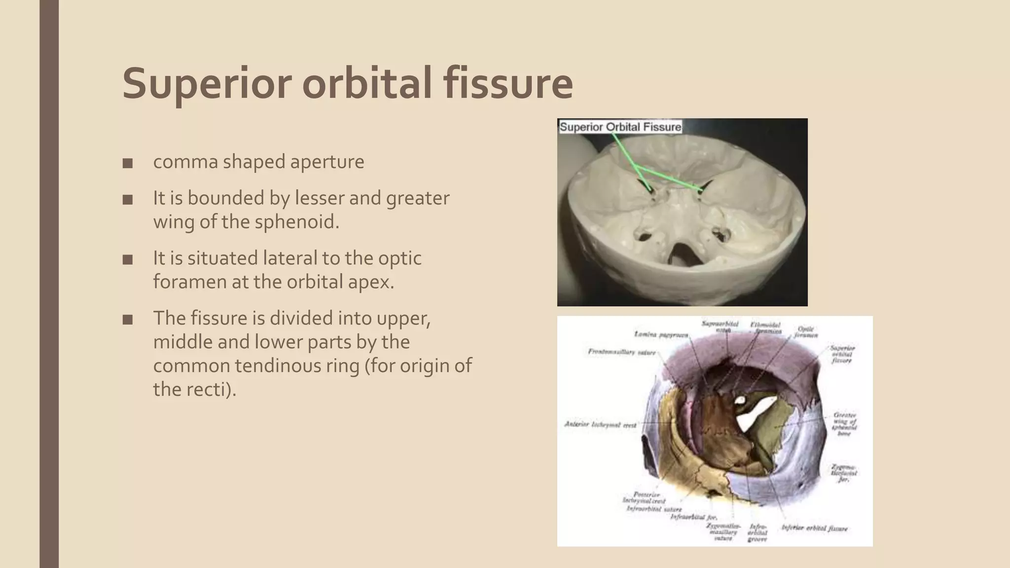 Anatomy of the orbit | PPTX