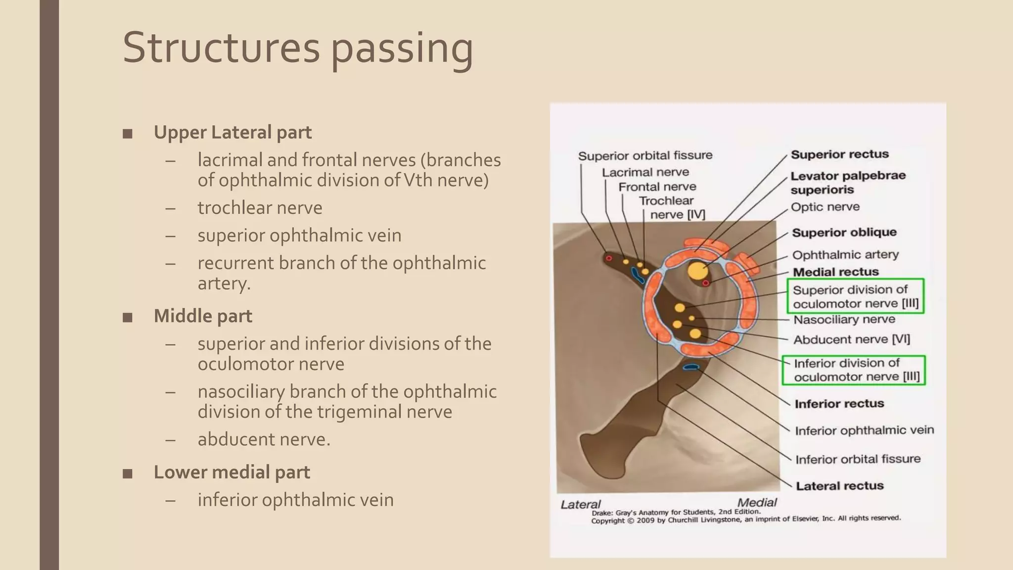 Anatomy of the orbit | PPTX