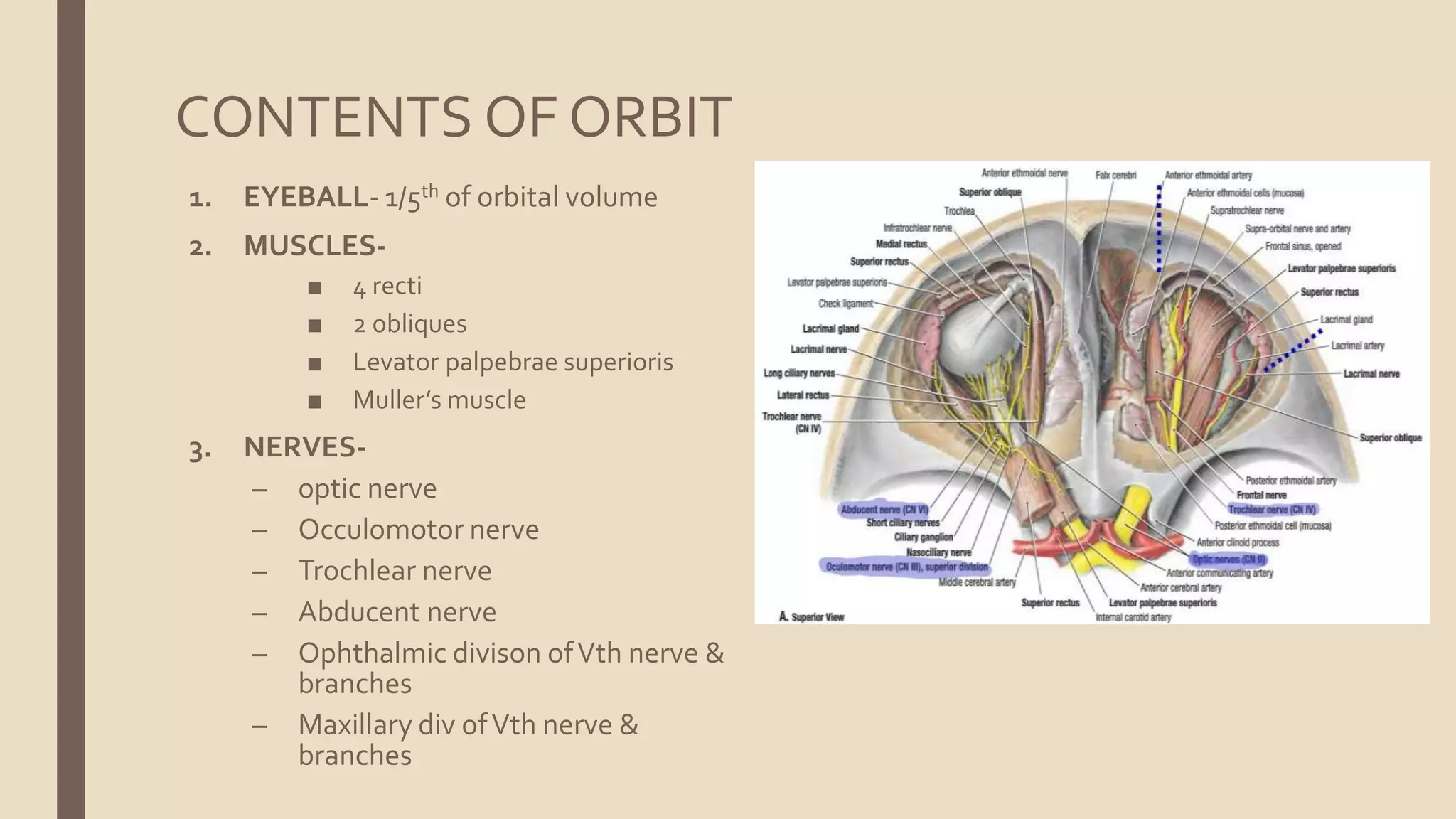 Anatomy of the orbit | PPTX