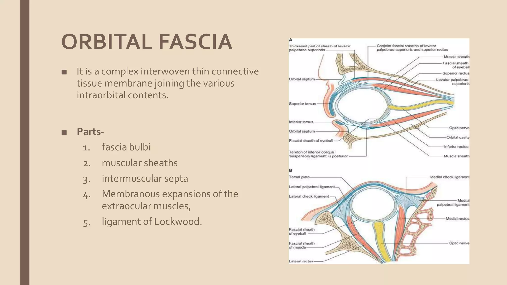 Anatomy of the orbit | PPTX