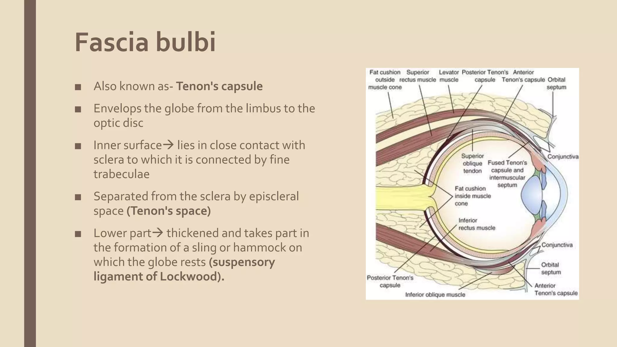 Anatomy of the orbit | PPTX