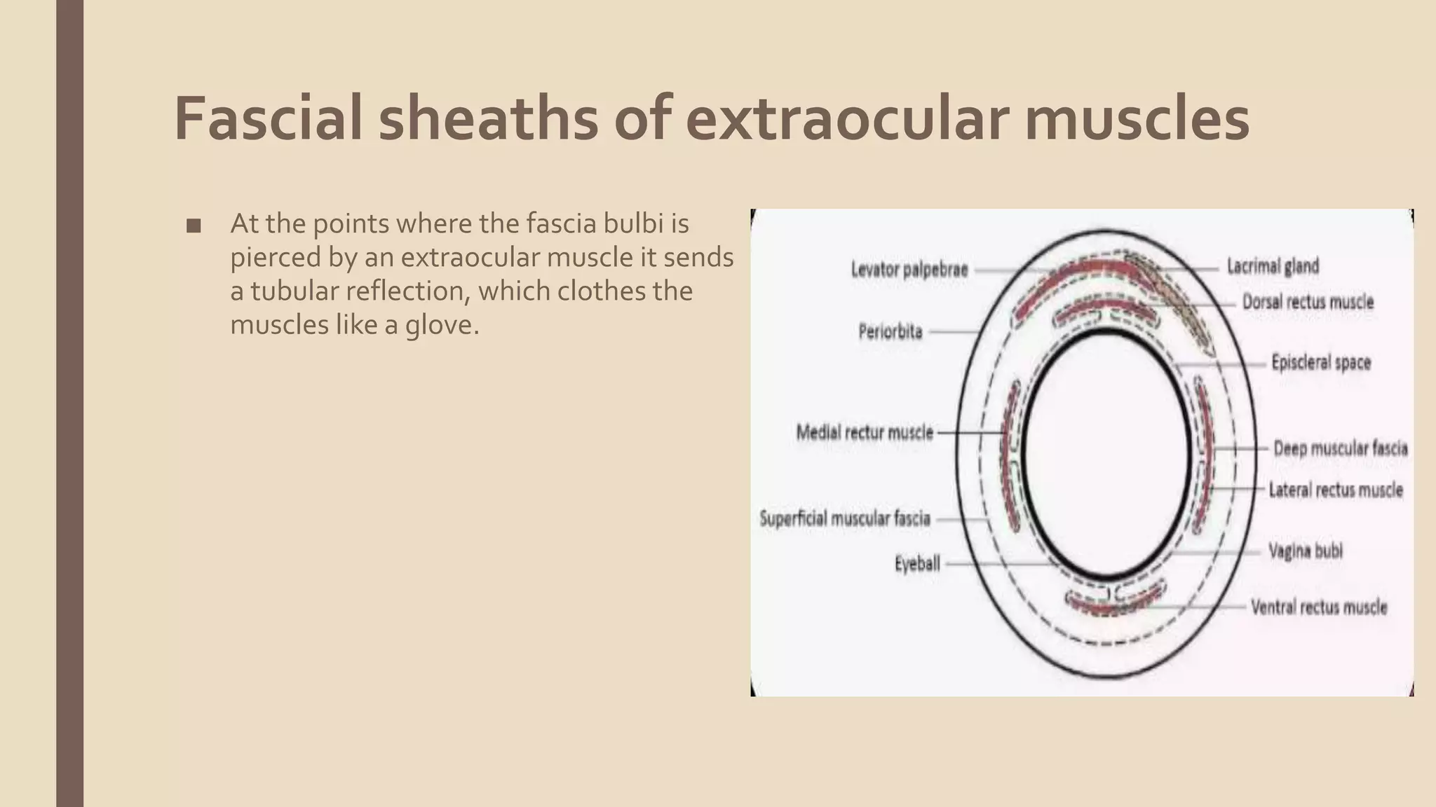 Anatomy of the orbit | PPTX