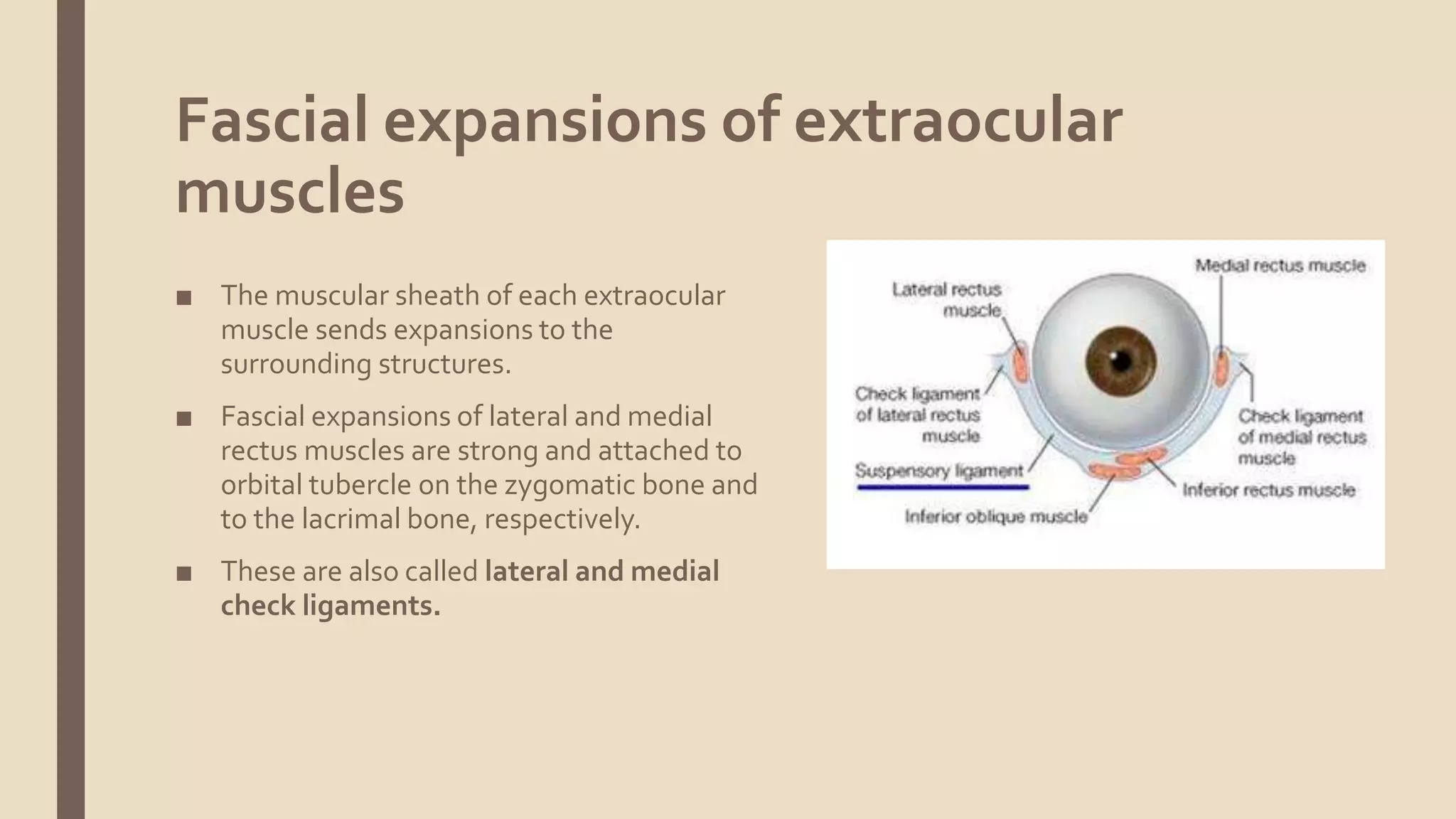 Anatomy of the orbit | PPTX