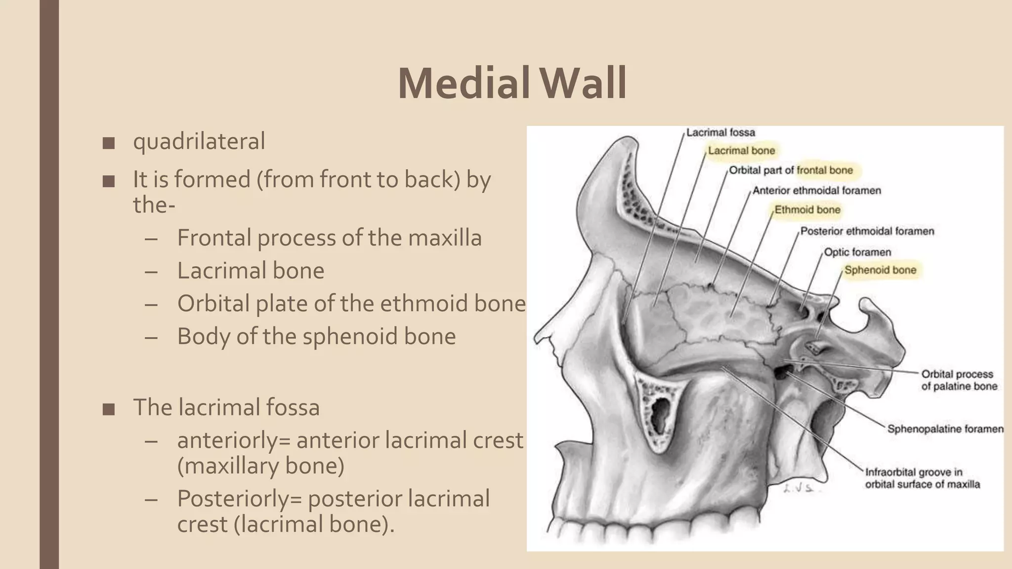 Anatomy of the orbit | PPTX