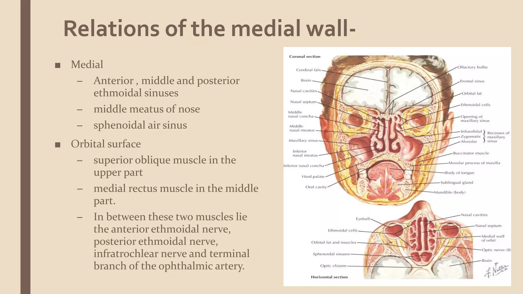 Anatomy of the orbit | PPTX