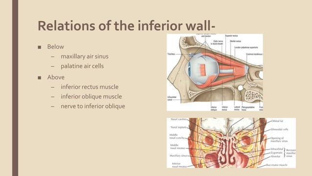Anatomy of the orbit | PPTX
