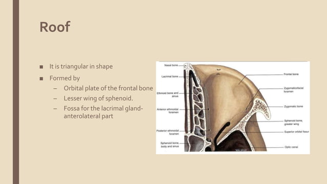 Anatomy of the orbit | PPTX
