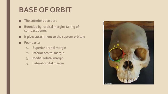 Anatomy of the orbit | PPTX