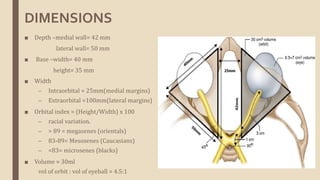 Anatomy of the orbit | PPTX