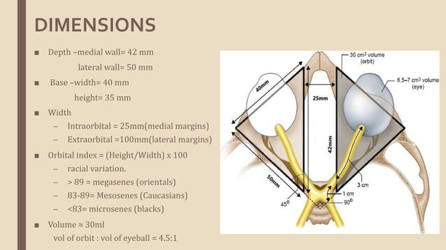 Anatomy of the orbit | PPTX