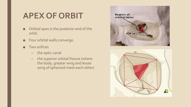 Anatomy of the orbit | PPTX