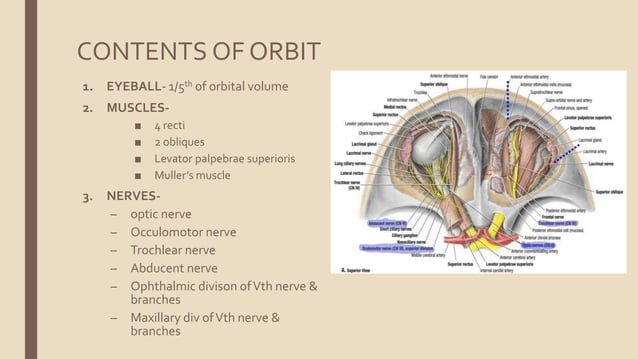 Anatomy of the orbit | PPTX
