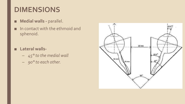 Anatomy of the orbit | PPTX