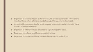 Anatomy of the orbit | PPTX