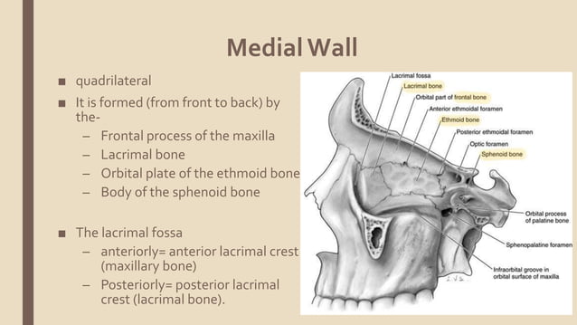 Anatomy of the orbit | PPTX