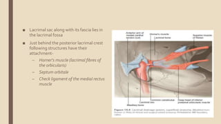 Anatomy of the orbit | PPTX