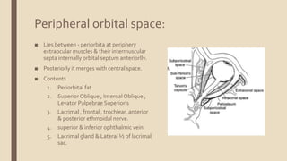 Anatomy of the orbit | PPT