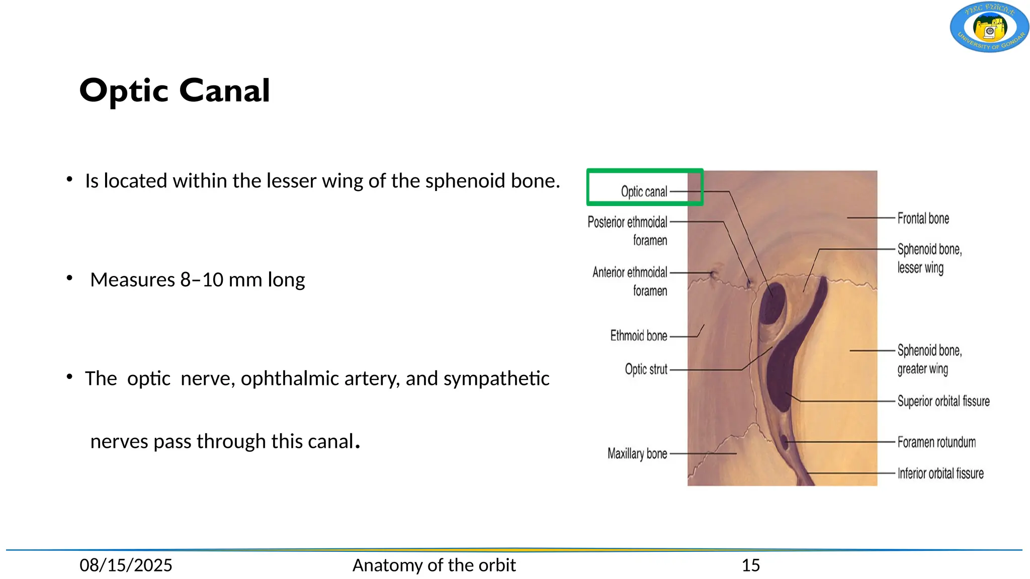 Anatomy of the orbit and some clinical correlation | PPTX