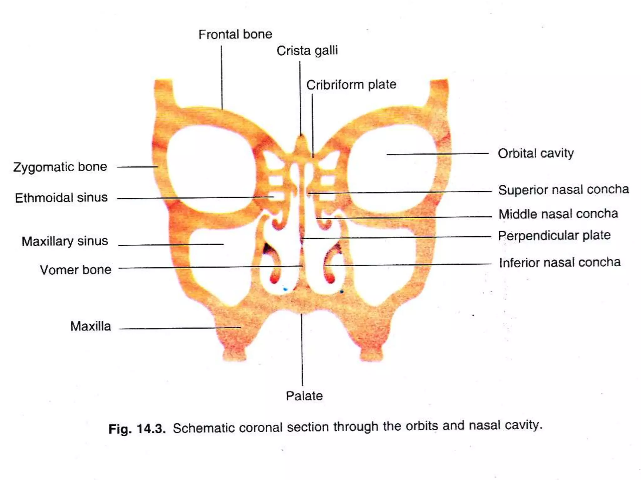 Anatomy of the orbit | PPTX